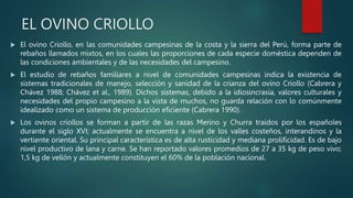 ganado ovino criollo, características y crianza | PPTX
