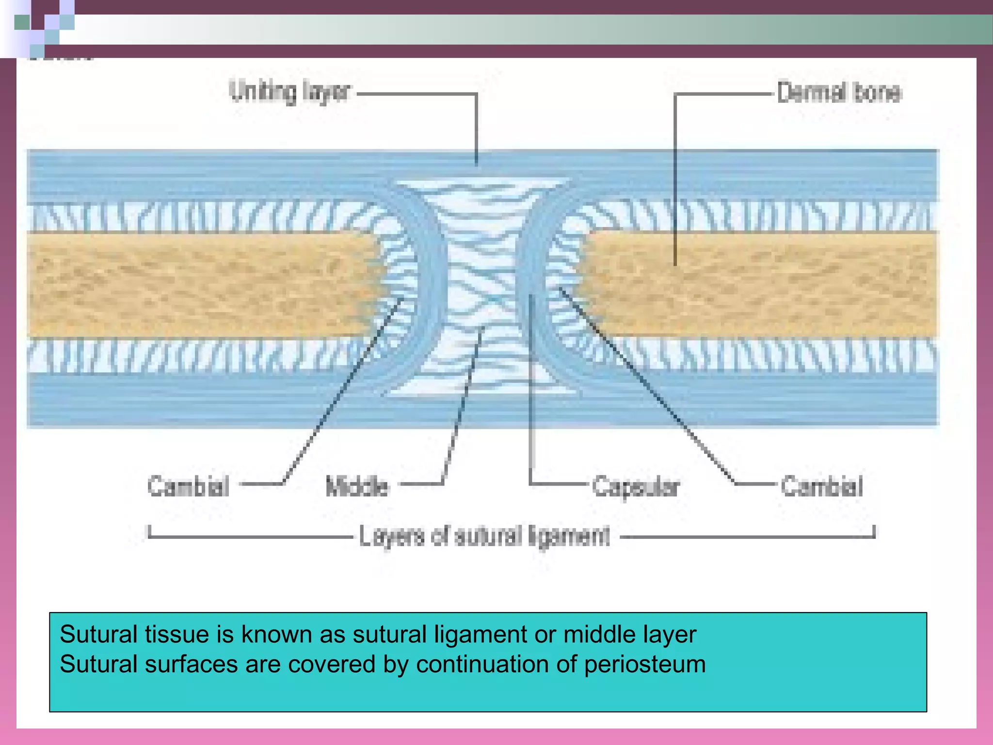 General Anatomy of Joints | PPT