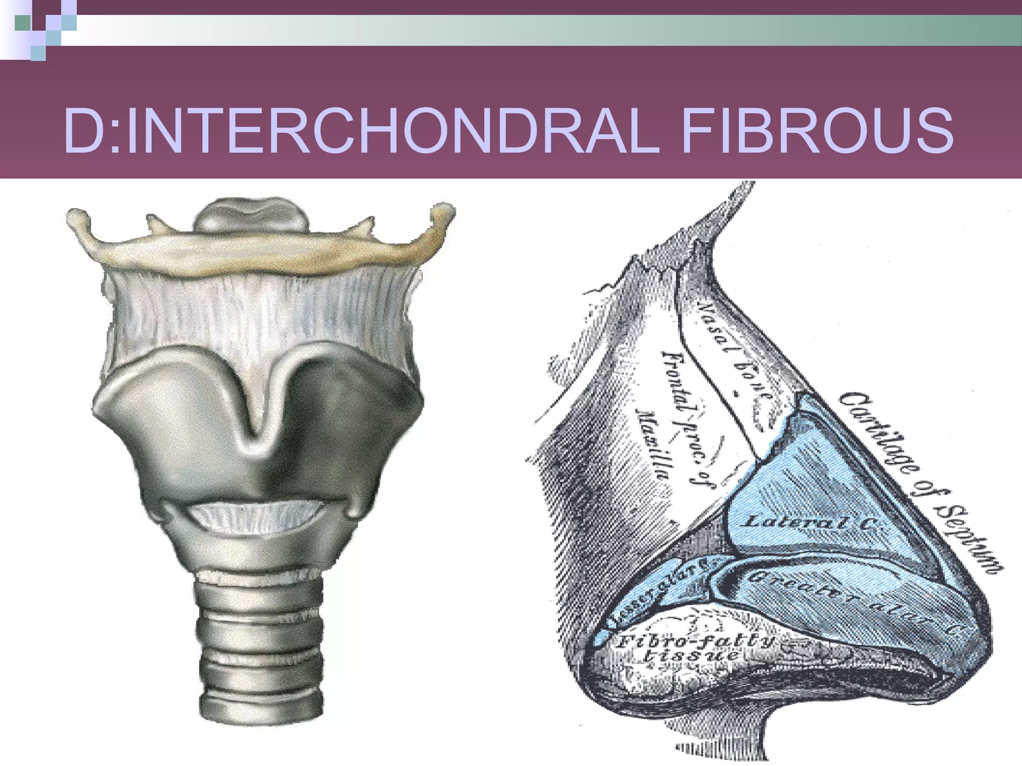 General Anatomy of Joints | PPT