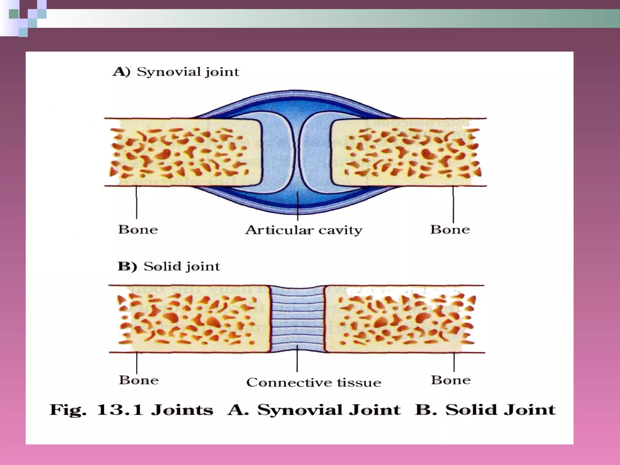 General Anatomy of Joints | PPT