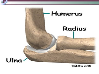 General Anatomy of Joints | PPT