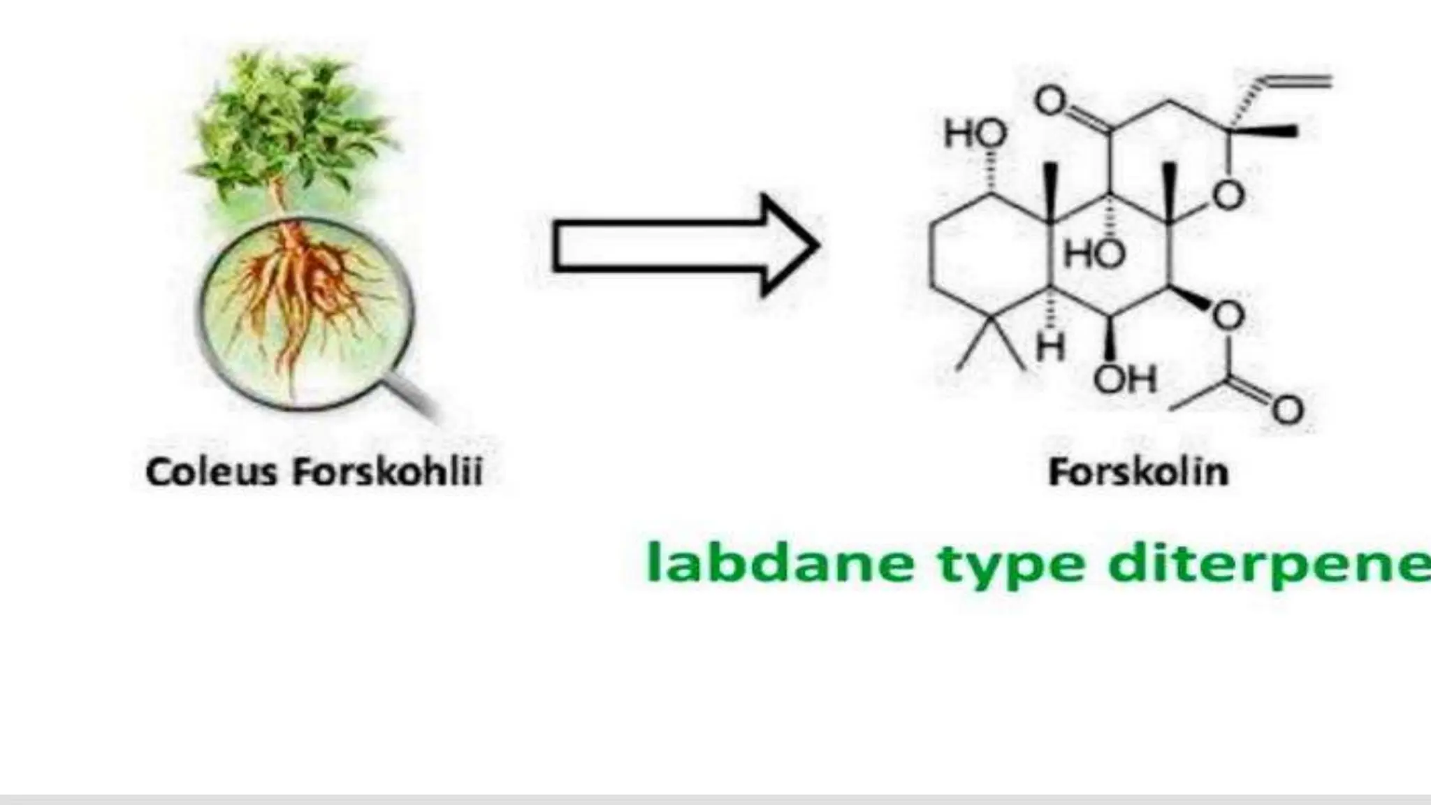 Forskolin alkaloid pathway pptx . Alkaloid pathway of forskolin | PPTX