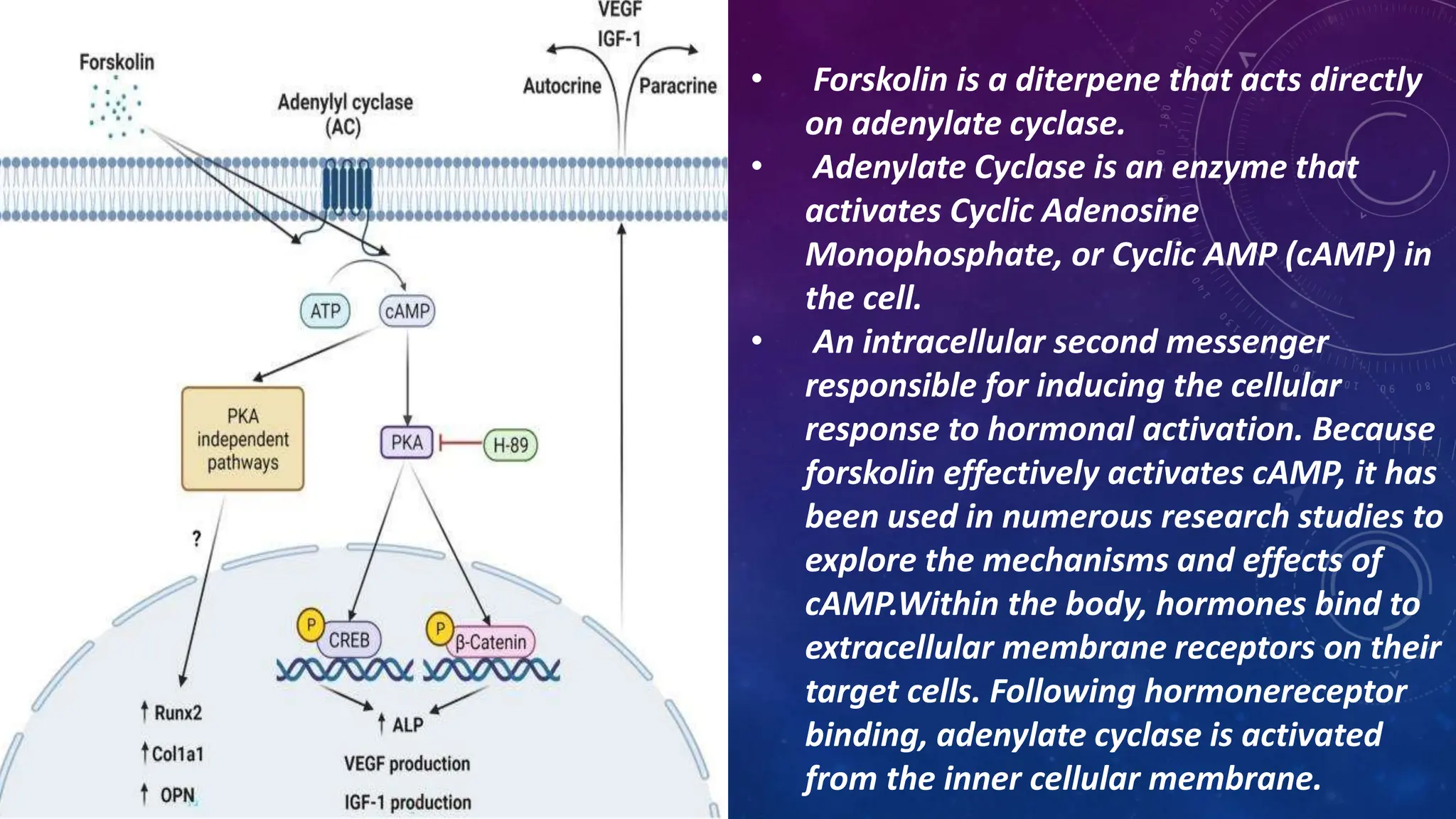 Forskolin alkaloid pathway pptx . Alkaloid pathway of forskolin | PPTX