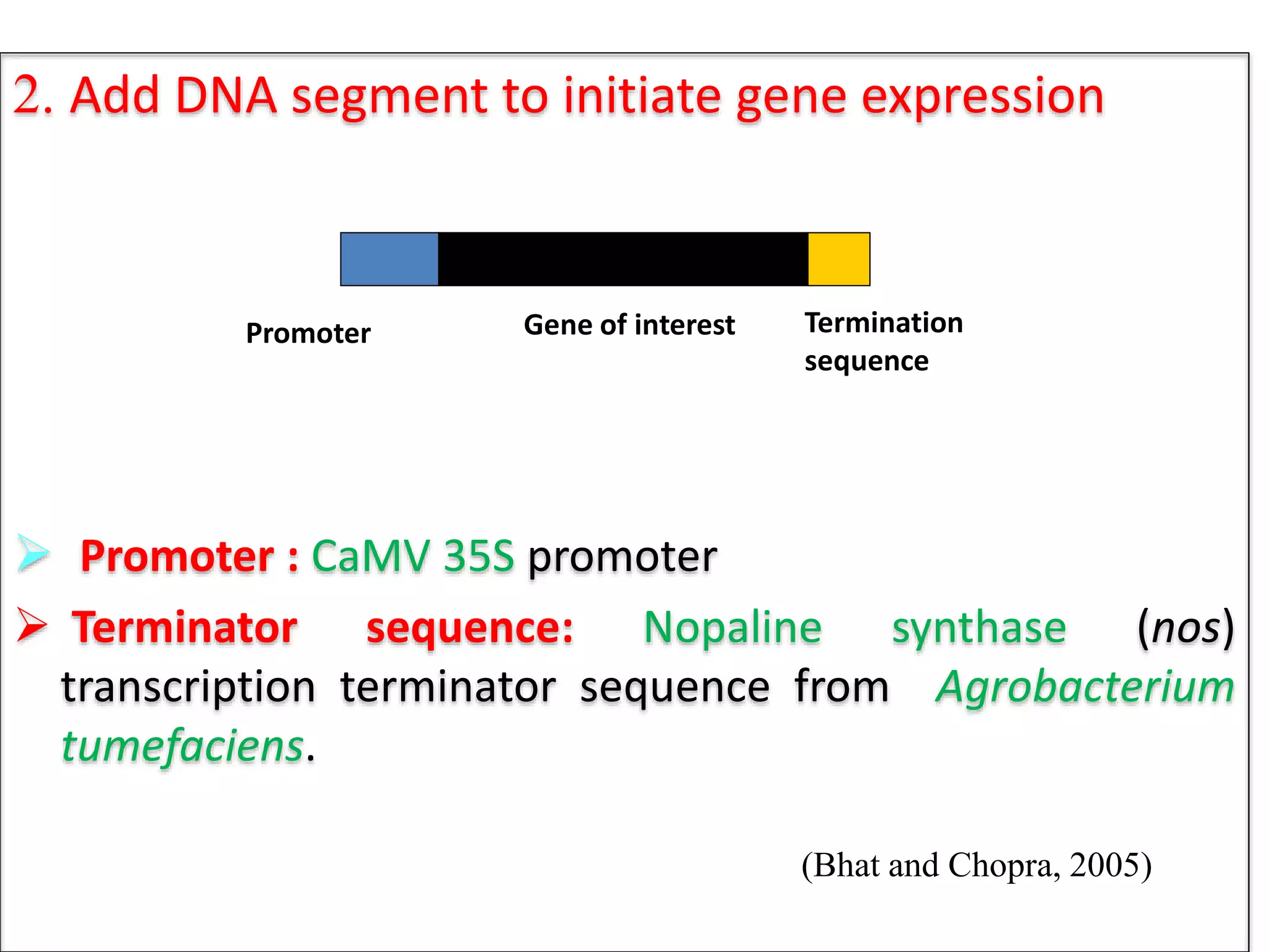 GENETIC ENGENEERING IN AGRICULTURE | PPTX