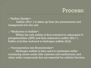 Anaerobic respiration of sulfur in microbial physiology | PPT