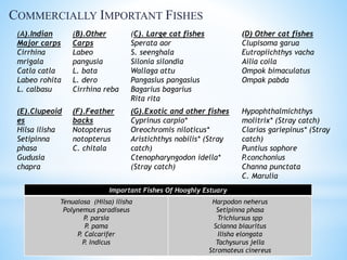 Ganga & brahmaputra | PPTX