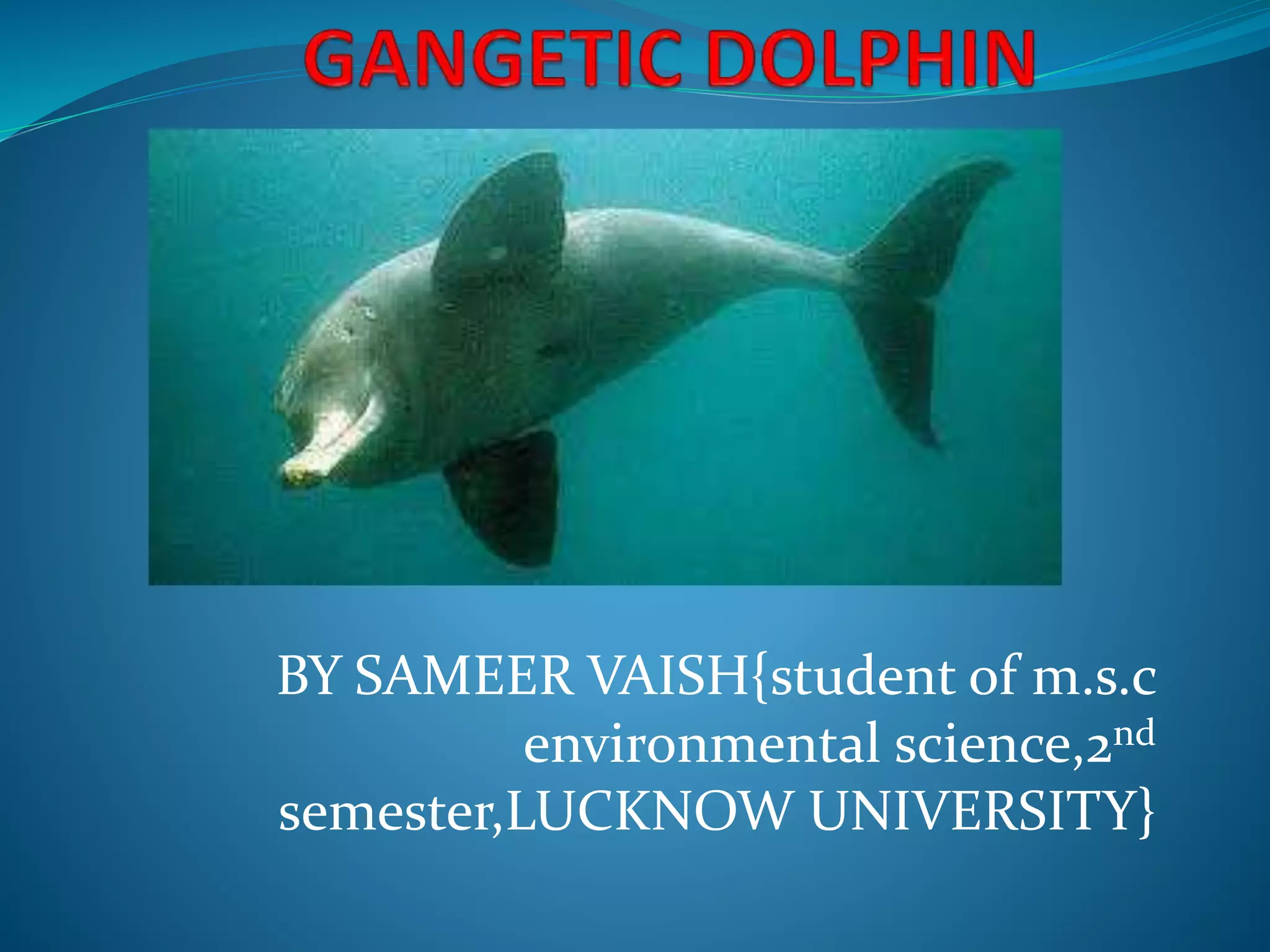 Ganga dolphin ,sameer | PPT