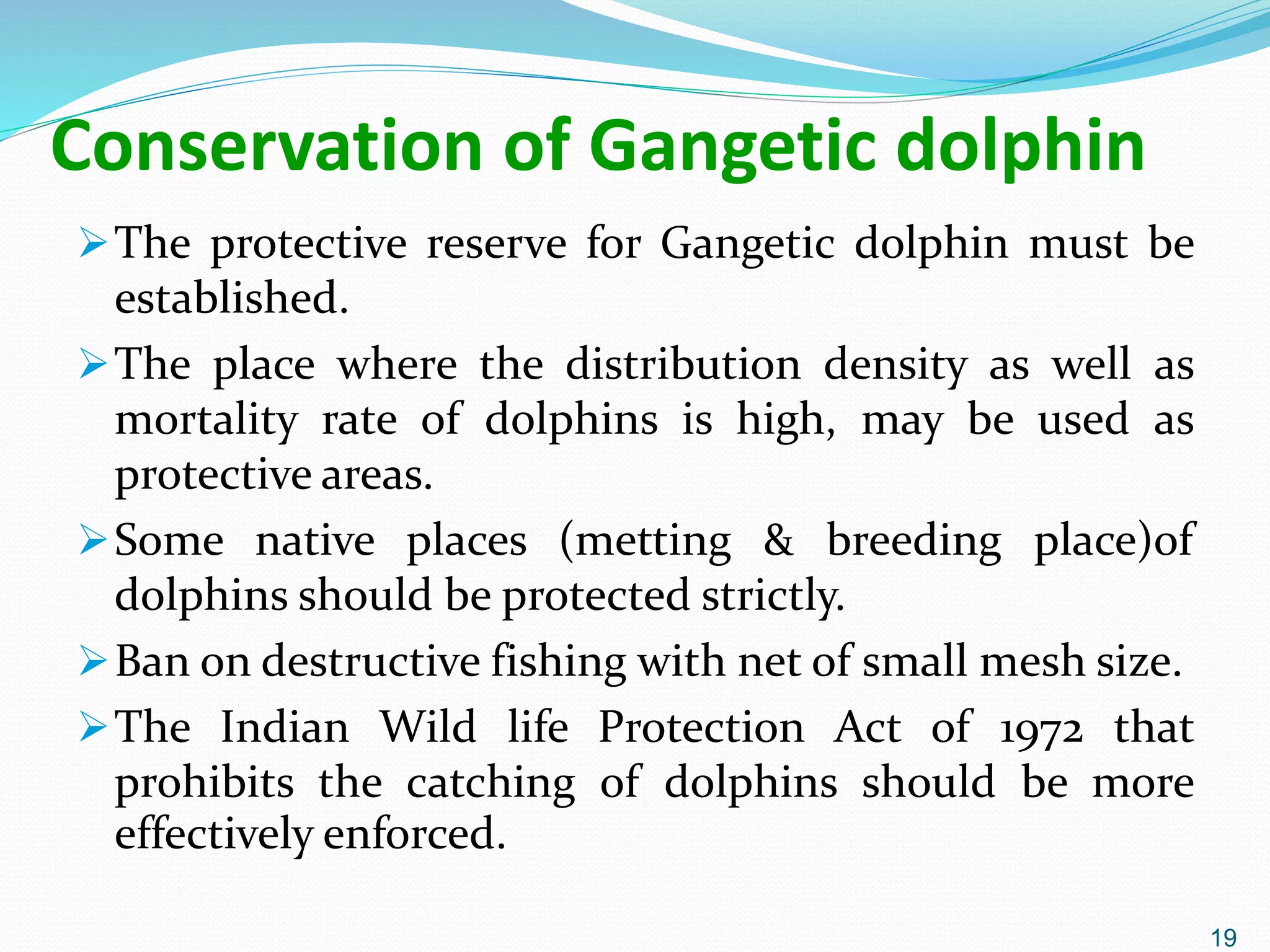 Ganga dolphin ,sameer | PPT