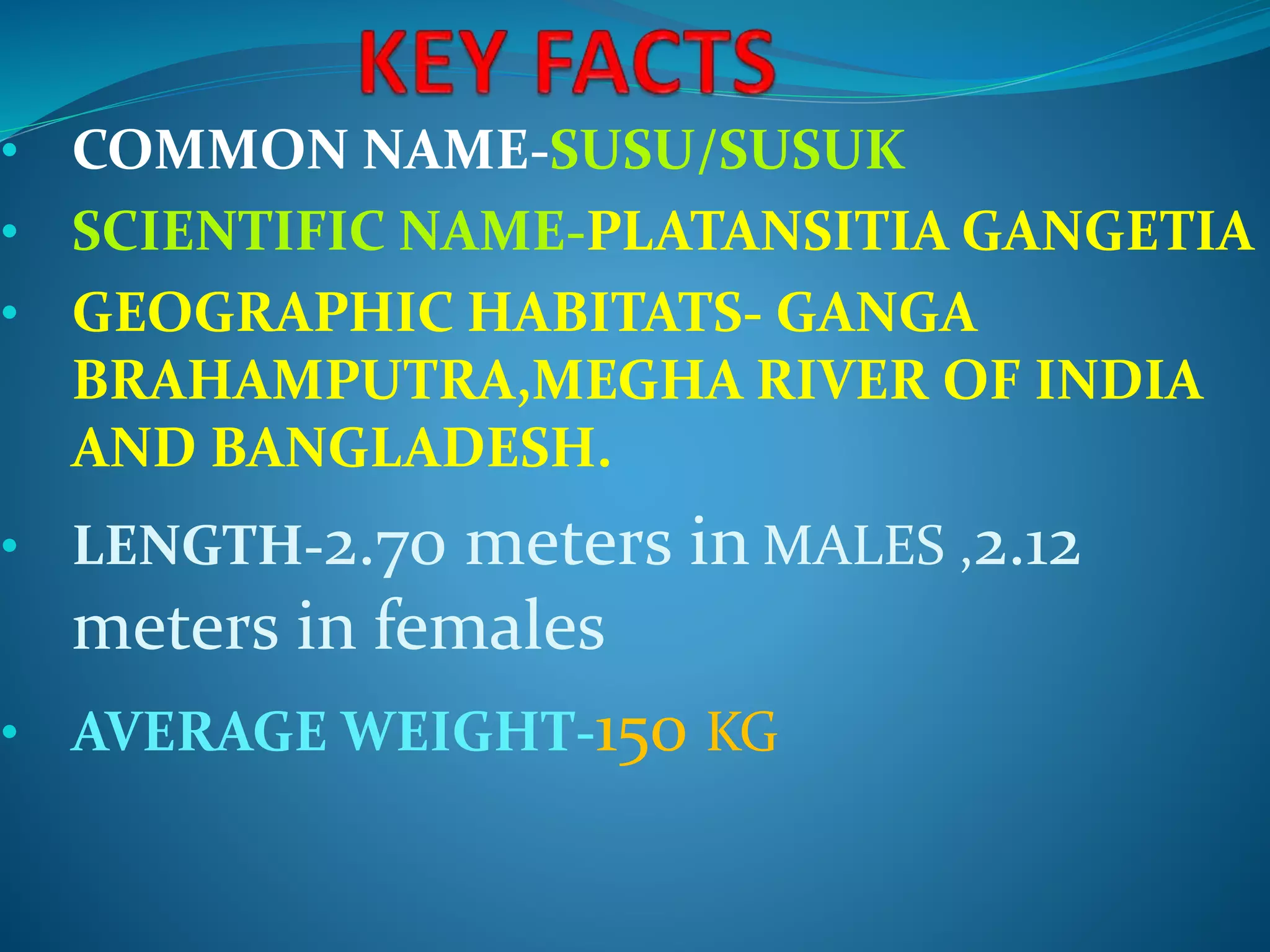 Ganga dolphin ,sameer | PPT