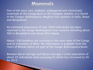 Gangetic ecosystem by govind baabu | PPT