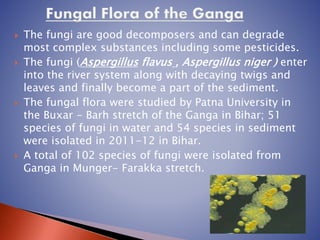 Gangetic ecosystem by govind baabu | PPT