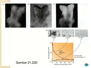 Gangguan perkembangan Janin | PPT