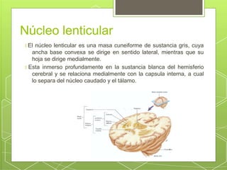 GANGLIO BASE. NEUROLOGIA. CEREBRO. TALAMO. | PPTX