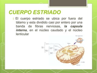 GANGLIO BASE. NEUROLOGIA. CEREBRO. TALAMO. | PPTX