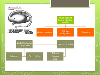 GANGLIO BASE. NEUROLOGIA. CEREBRO. POSGRADO | PPTX