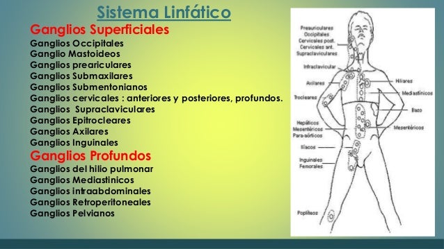 Ganglios Linfaticos