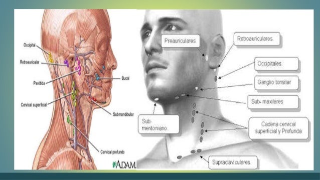 Anatomía Del Ganglio Linfático