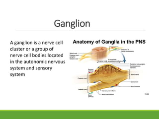 ganglionblockers-vsbsbsbshsh190502062828.pdf
