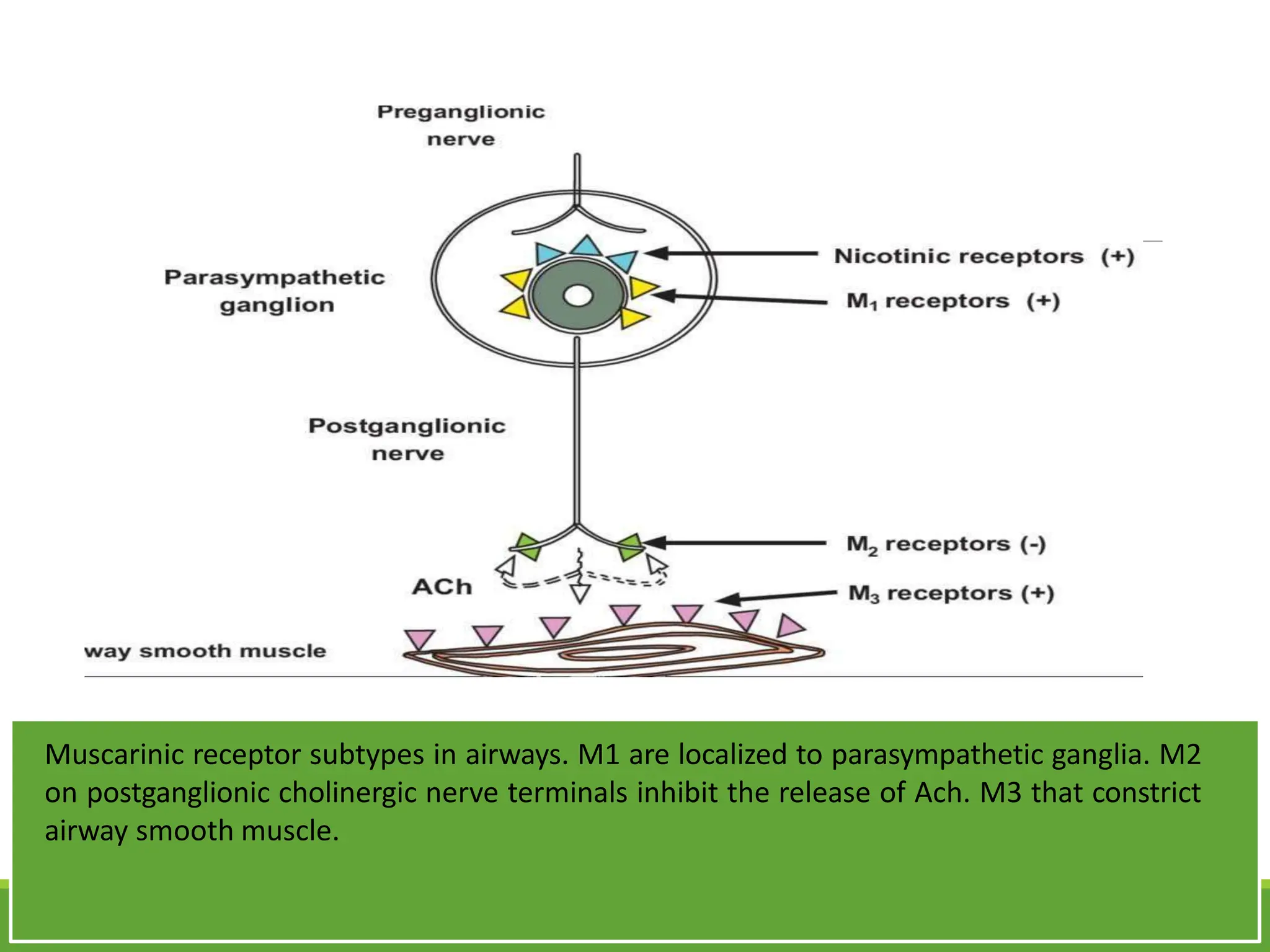 ganglionblockers-1905020628bbbbbh28.pptx