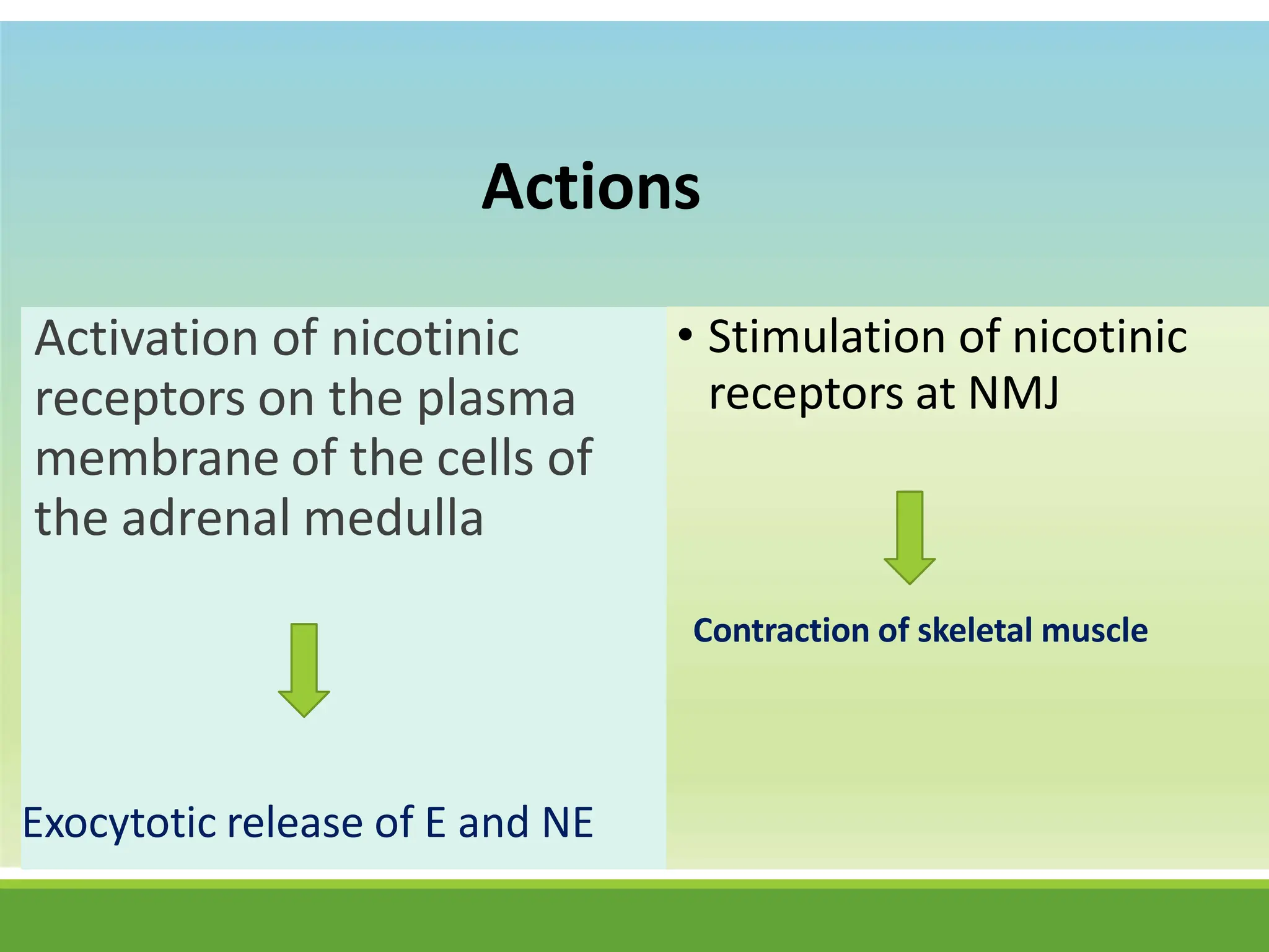 ganglionblockers-1905020628bbbbbh28.pptx