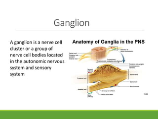 ganglionblockers-1905020628bbbbbh28.pptx