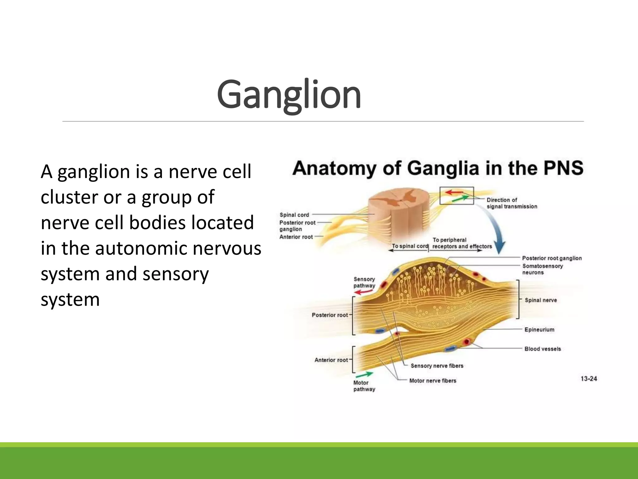 Ganglion stimulants and blocking agents | PPTX