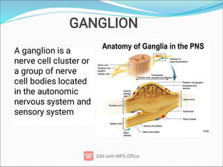 ganglionblockers n stimulants.pdf hfvgfffvggvvbh | PPT