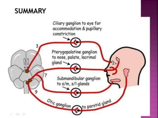 Ciliary Ganglion Brain