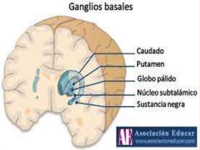 Ganglios basales-psicologia (1)