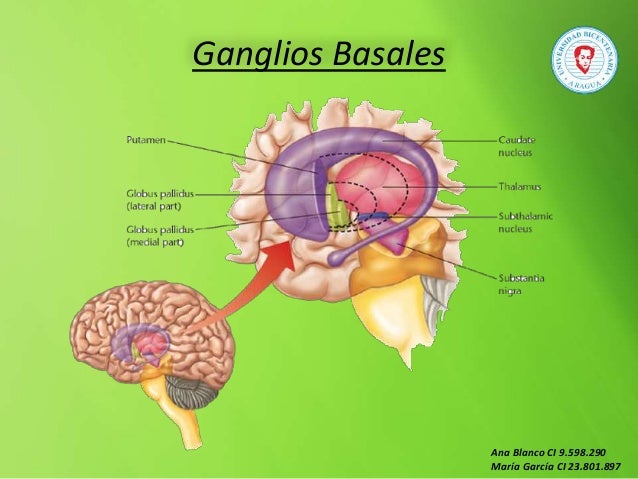 Ganglios Basales
