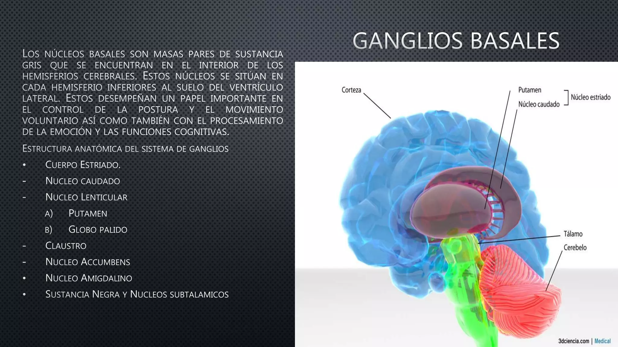 Ganglios basales | PPTX