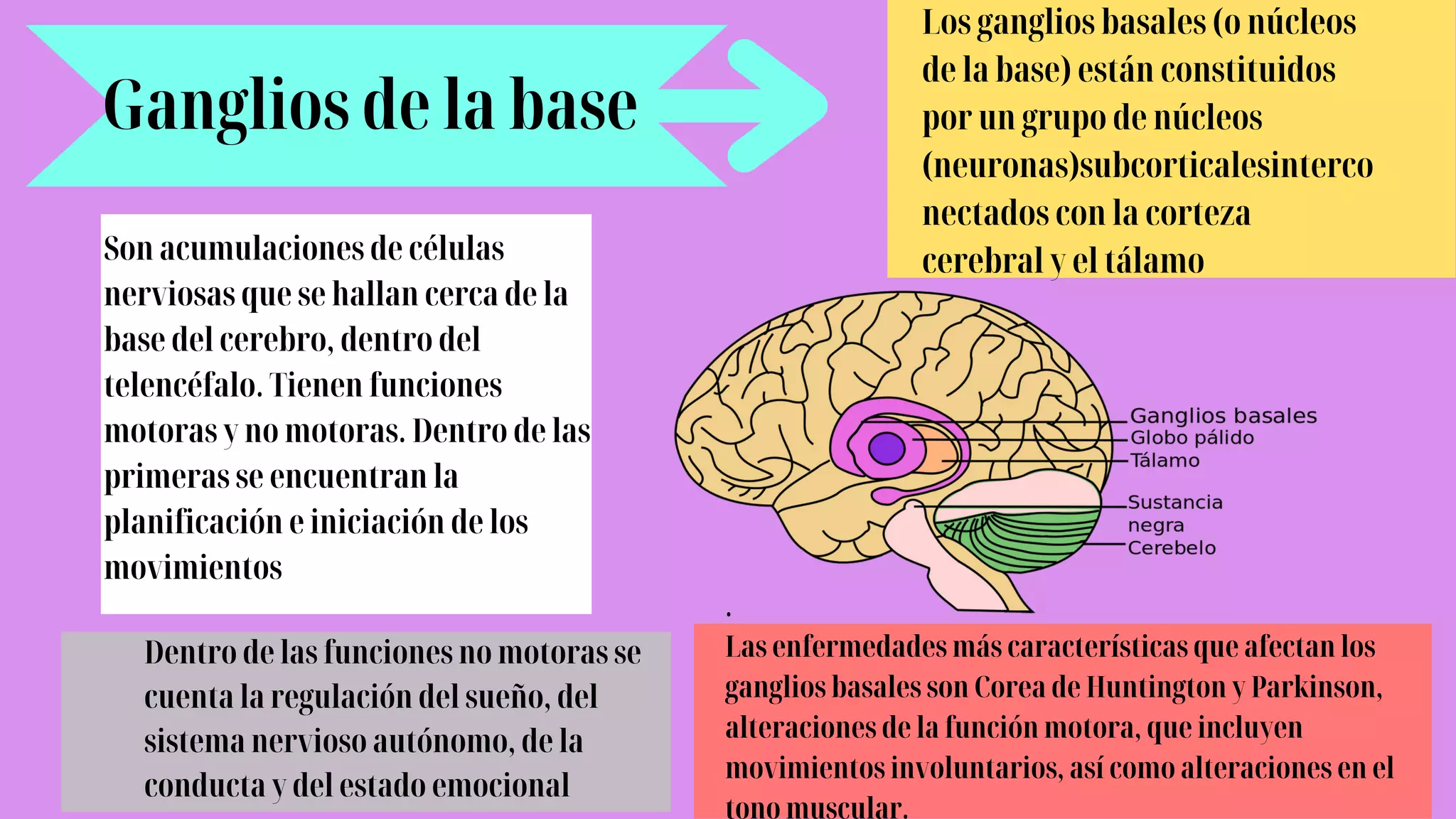 Ganglios Basales.pdf | Brain and Nervous System Disorders | Diseases ...