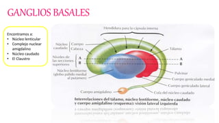 GANGLIOS BASALES.pptx