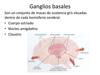 Ganglios basales, enfermedad de huntington y parkinson | PPTX