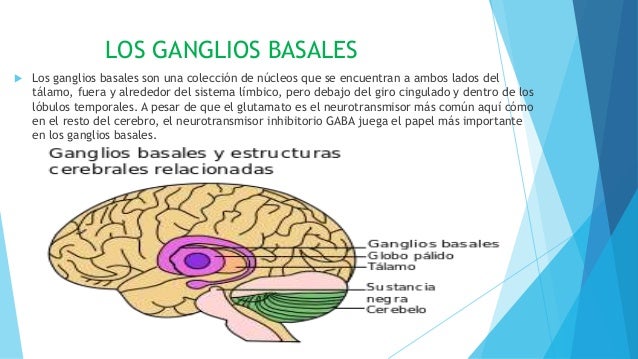Ganglios basales
