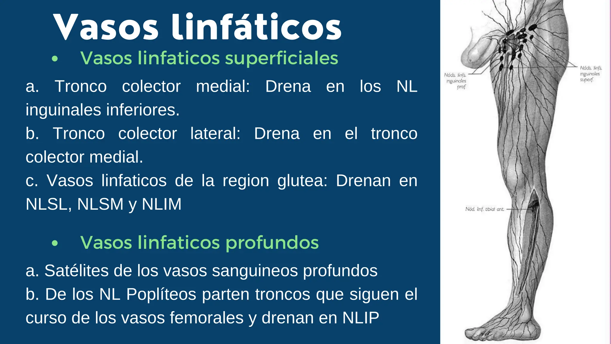 Ganglios Inguinales. Anatomía. Cirugía General | PDF