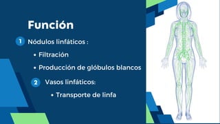 Ganglios Inguinales. Anatomía. Cirugía General | PDF