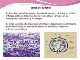 Ganglios linfaticos | PPT