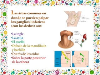 Ganglios linfaticos | PPTX