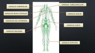 GANGLIOS LINFATICOS.pptx
