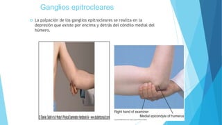 Ganglios linfaticos superficiales | PPTX
