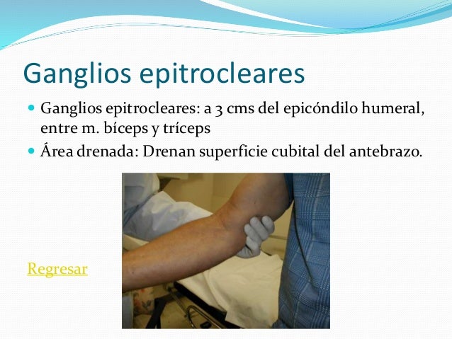 Nodulos Epitrocleares Anatomía Externa De Un Caracol De Huerta. Con