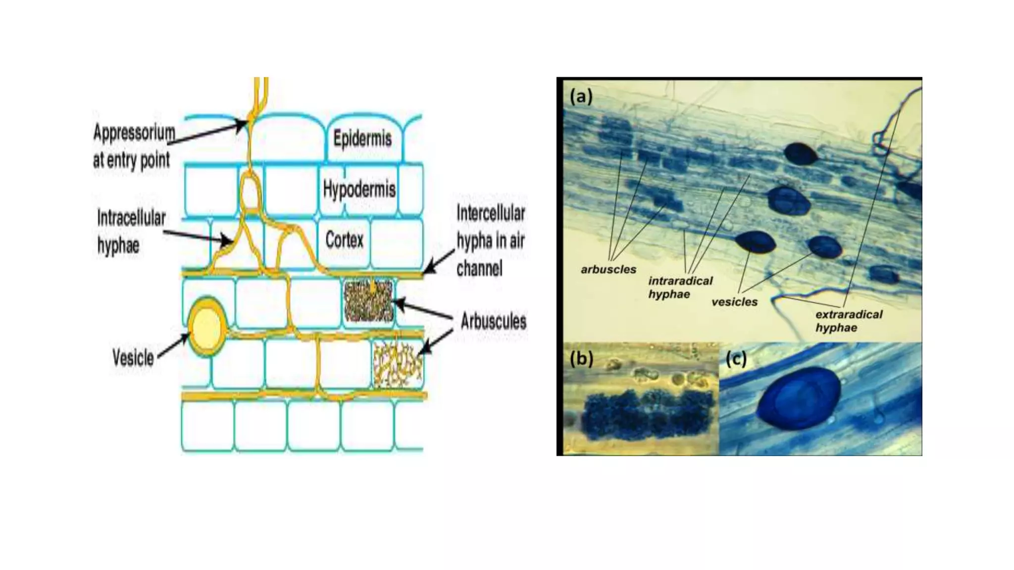 Soil Biota and Organic Residue Decomposition Methods | PPT