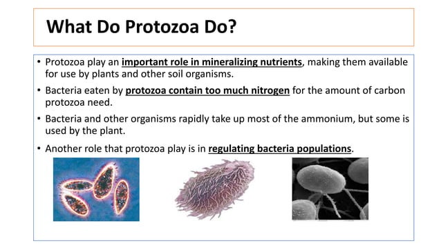 Soil Biota and Organic Residue Decomposition Methods | PPT