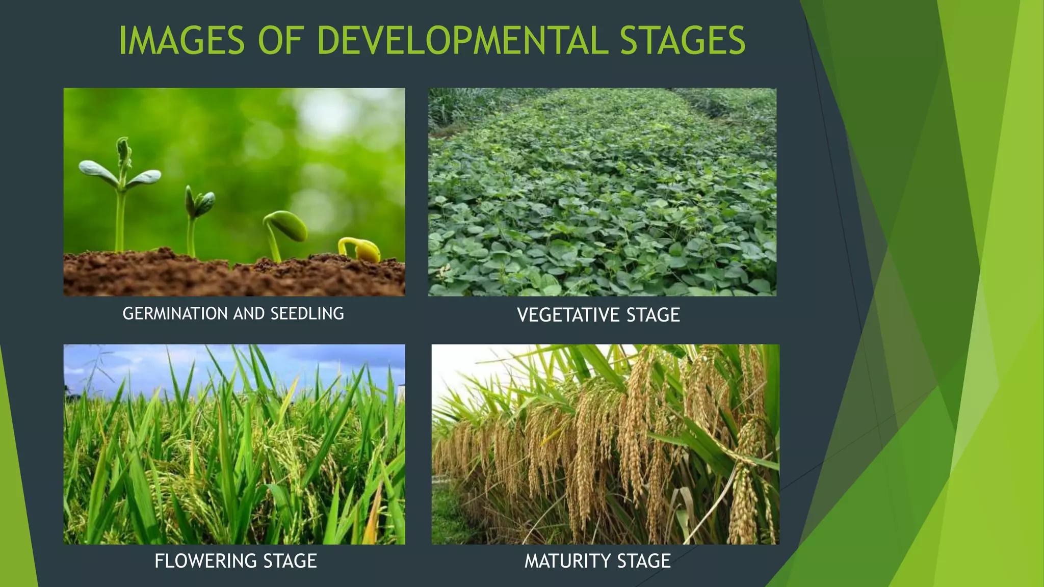 Growth and developmental analysis indices in crop production | PPTX