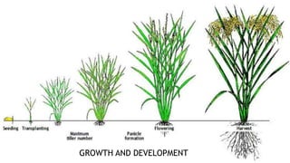 Growth and developmental analysis indices in crop production | PPTX