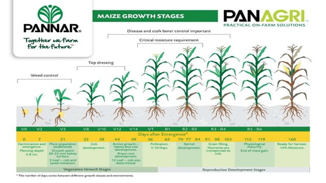 Growth and developmental analysis indices in crop production | PPTX
