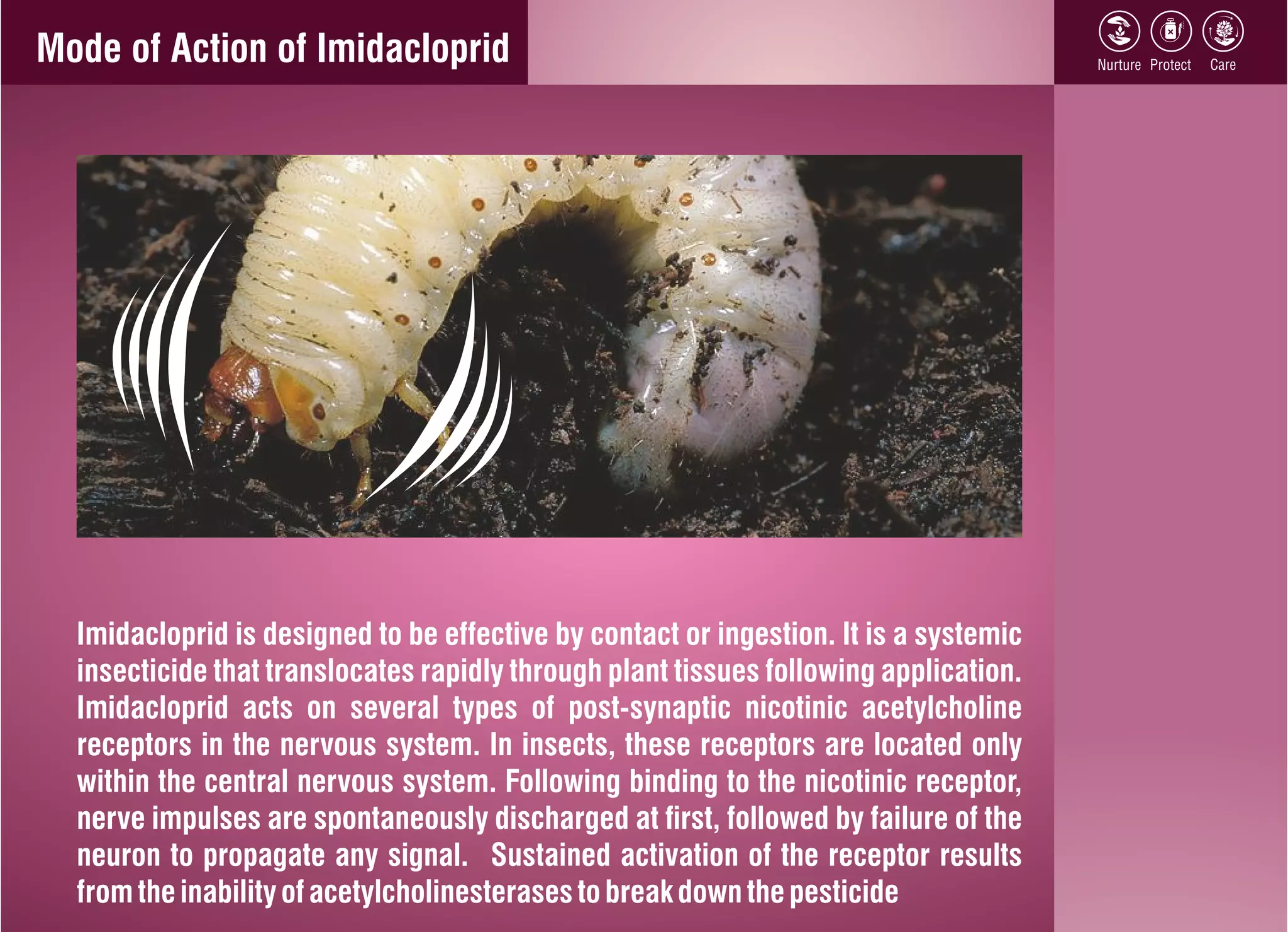 Ganno presentation | PDF