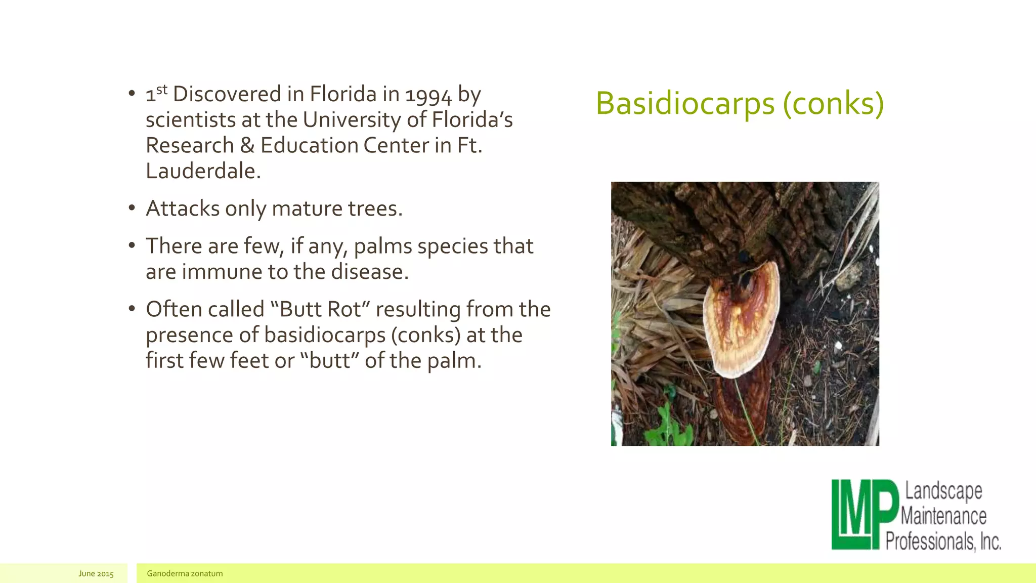 Ganoderma zonatum | PPT