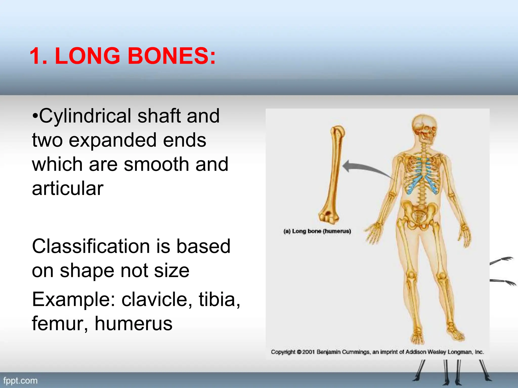 General Anatomy of bones and cartilage ppt | PPT